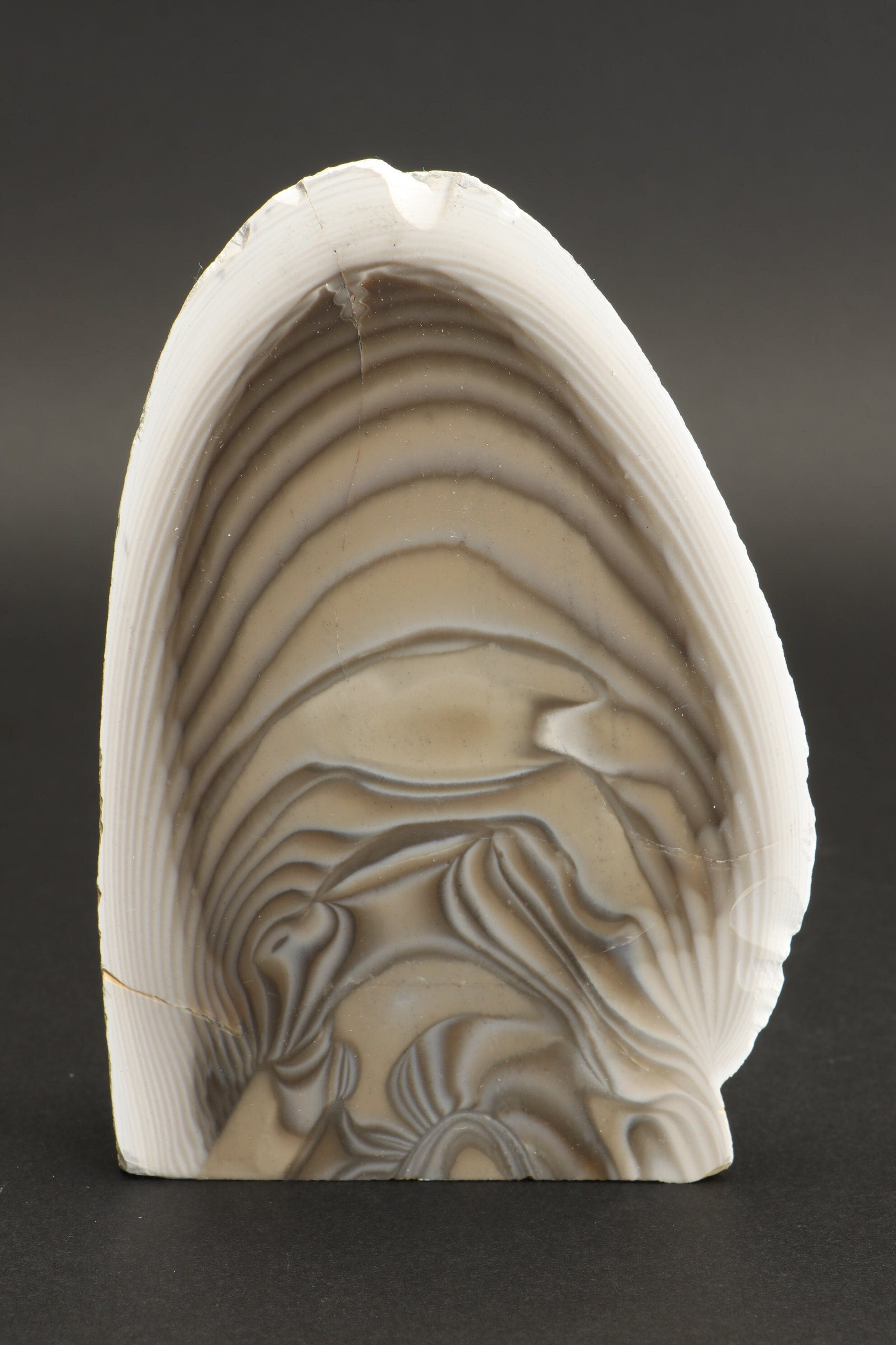 4.5" Polish Flint Display DX491 – Little Lemuria