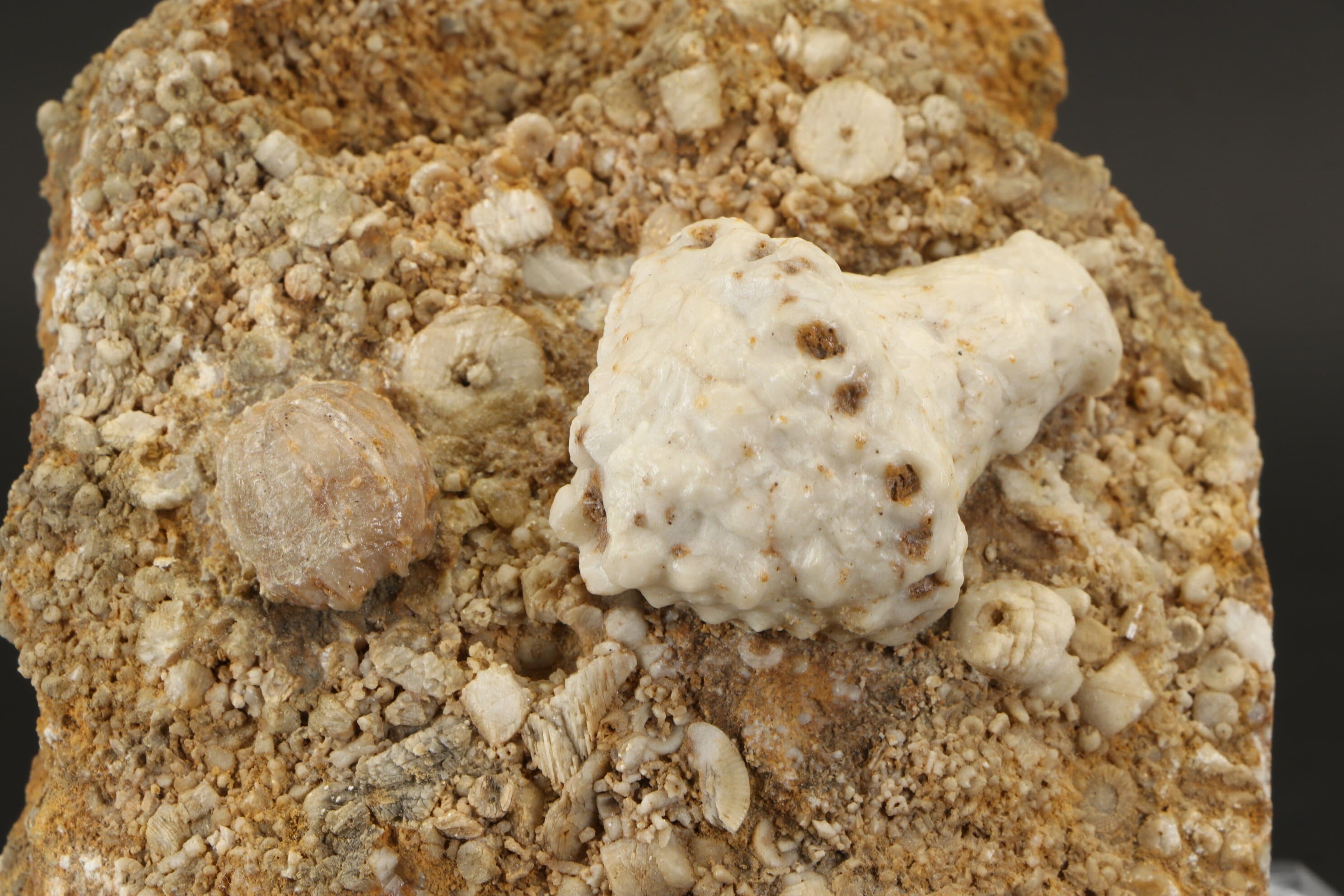 Crinoid and Blastoid Fossil Plate DX3739 – Little Lemuria