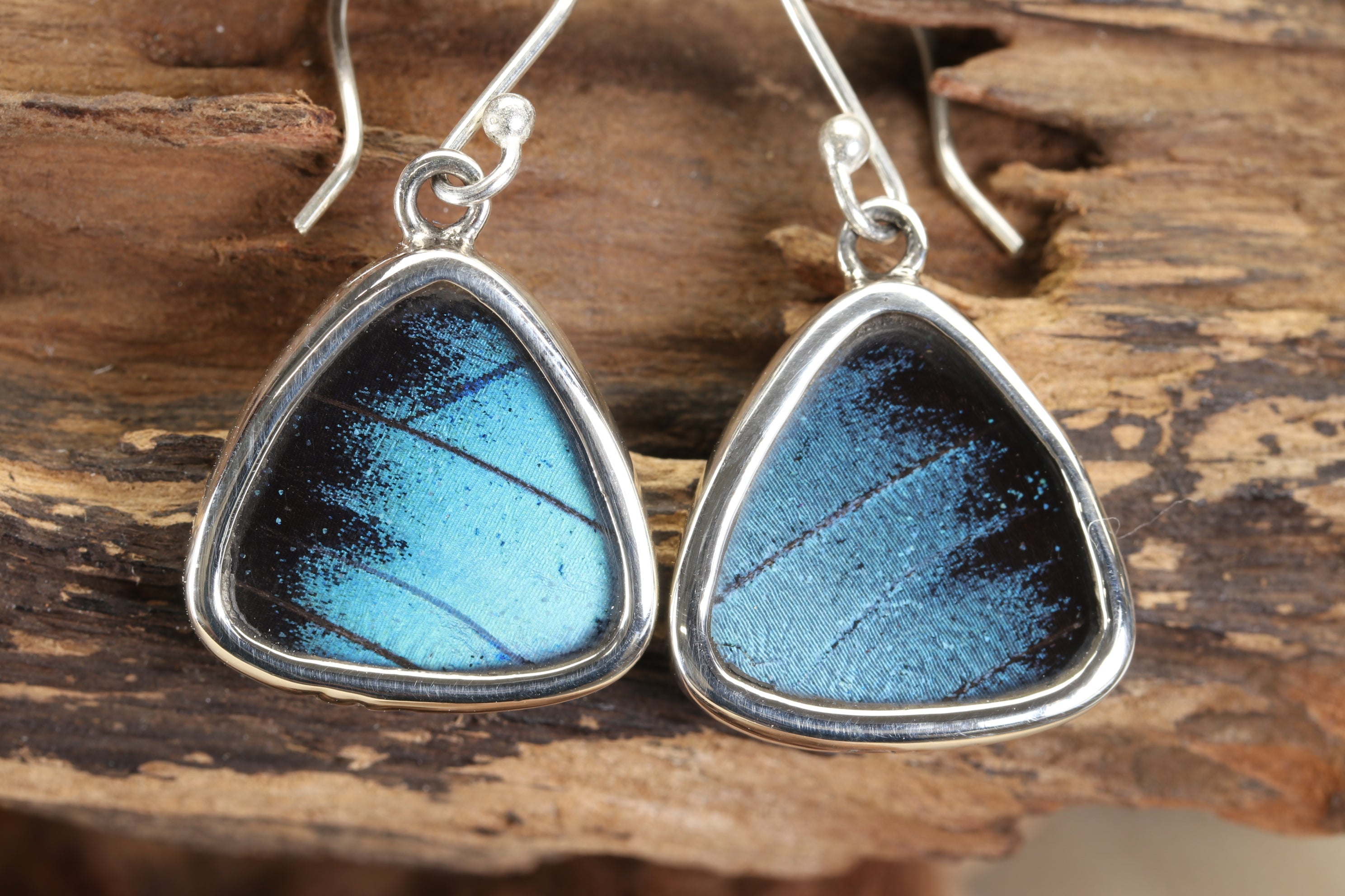 Morpho Achilles Butterfly Dangle Earrings TF674 – Little Lemuria